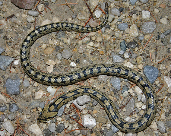 juvenile Ladder Snake ( Rhinechis scalaris )