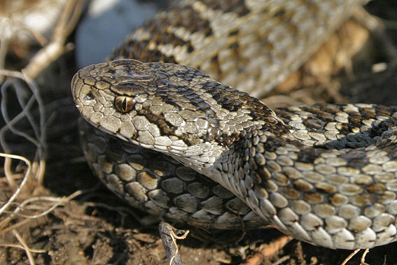 Meadow Viper ( Vipera ursinii )