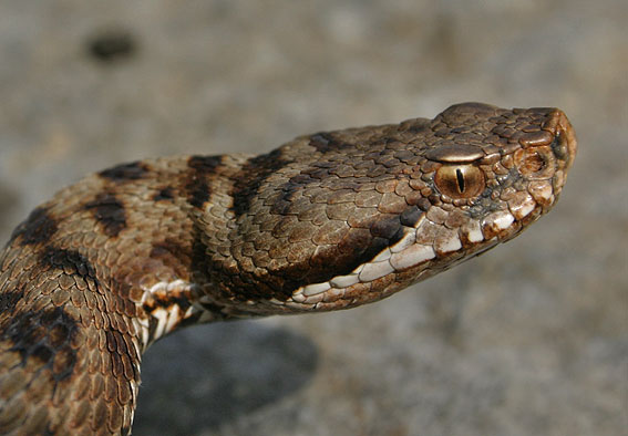 Asp Viper ( Vipera aspis )