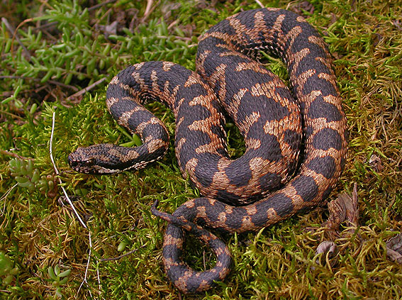 the most remarkable Asp Viper ( Vipera aspis )