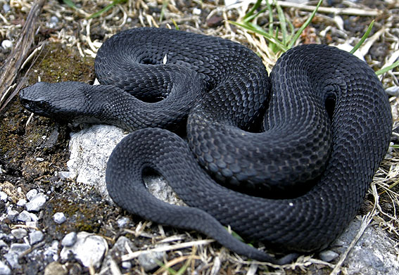 Asp Viper ( Vipera aspis )