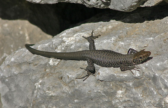 Greek Rock Lizard ( Hellenolacerta graeca )