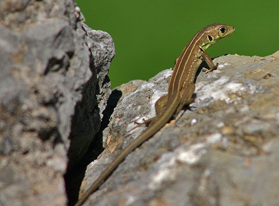 juvenile Balkan Green Lizard ( Lacerta trilineata )