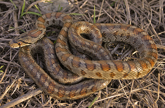 Leopard Snake ( Zamenis situla ) n° 3