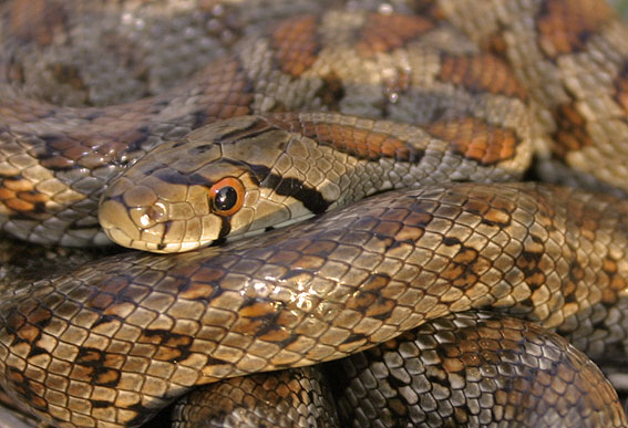 Leopard Snake ( Zamenis situla ) n° 3