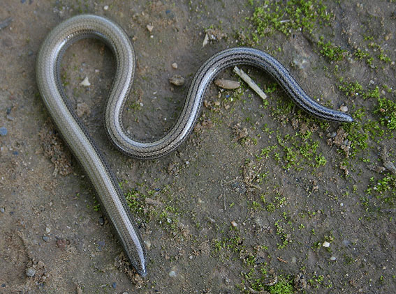 Limbless Skink ( Ophiomorus punctatissimus )