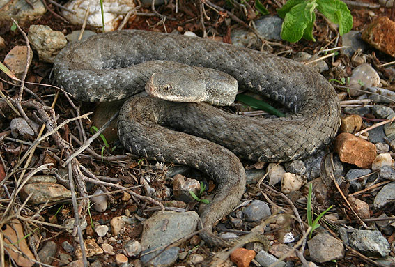 Nose-horned Viper ( Vipera ammodytes )