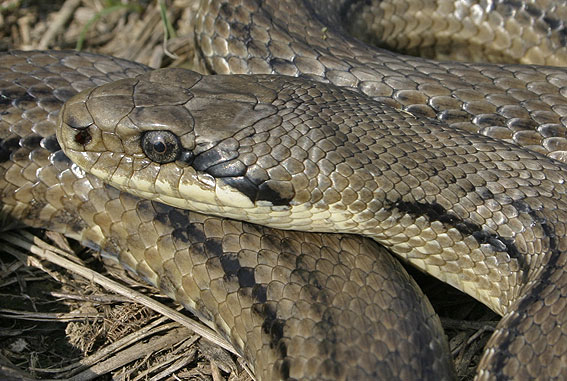 Four-lined Snake ( Elaphe quatuorlineata )