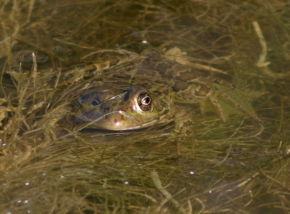 blinking Greek Marsh Frog ( Pelophylax kurtmuelleri )