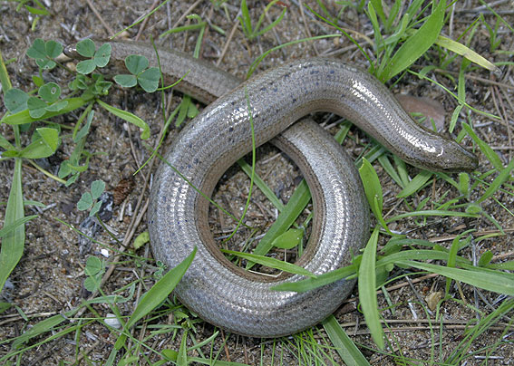 novel discovery - Slow Worm ( Anguis fragilis )
