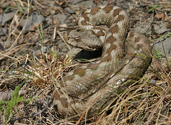 Nose-horned Viper ( Vipera ammodytes )