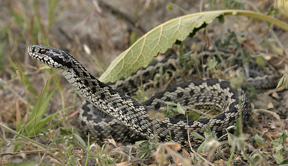 Meadow Viper ( Vipera ursinii s.l.)