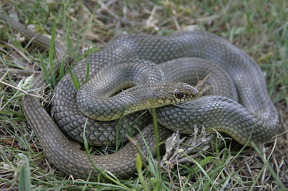 Caspian Whip Snake ( Dolichophis caspius )