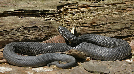 Adder ( Vipera berus )
