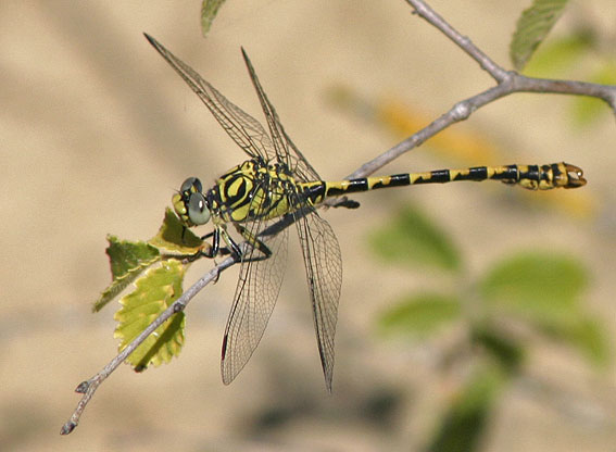 Onychogomphus forcipatus