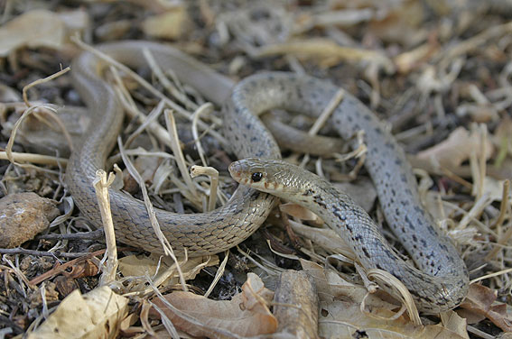 Dwarf Snake ( Eirenis modestus )