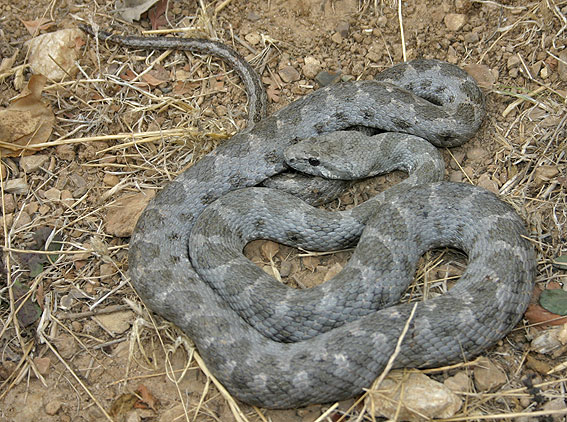 adult Coin-marked Snake ( Hemorrhois nummifer )