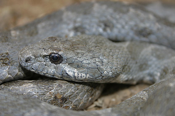 adult Coin-marked Snake ( Hemorrhois nummifer )