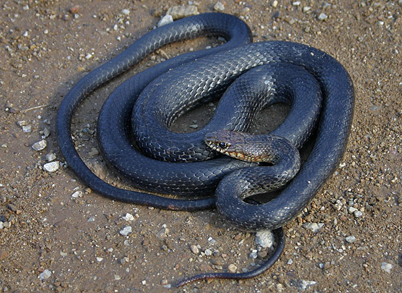 Black Whip Snake ( Dolichophis jugularis )