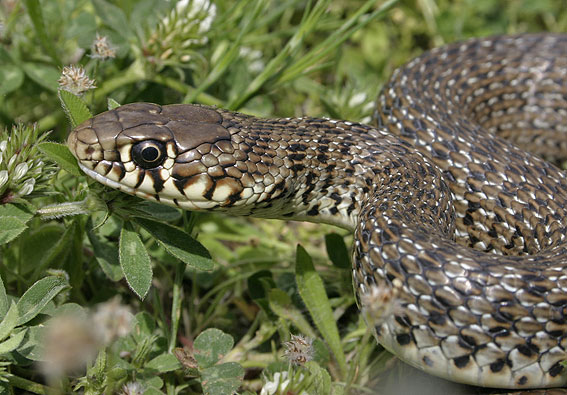 Balkan Whip Snake ( Hierophis gemonensis )