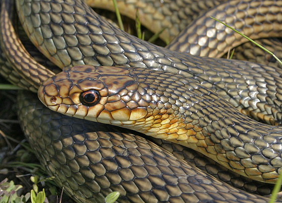 Caspian Whip Snake ( Dolichophis caspius )