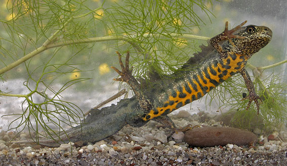male Macedonian Crested Newt ( Triturus macedonicus )