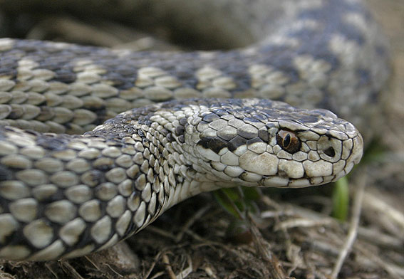 Meadow Viper ( Vipera ursinii macrops )