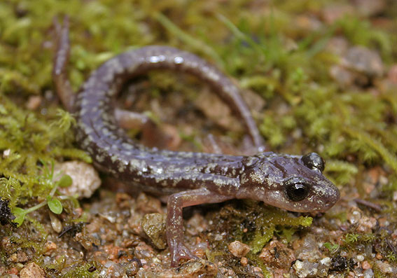 male Sette Fratelli Cave Salamander ( Speleomantes sarrabusensis )
