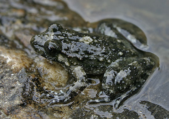 Corsican Painted Frog ( Discoglossus montalentii )