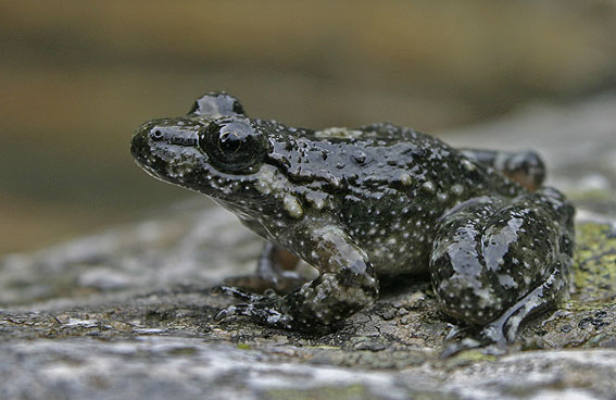 Corsican Painted Frog ( Discoglossus montalentii )