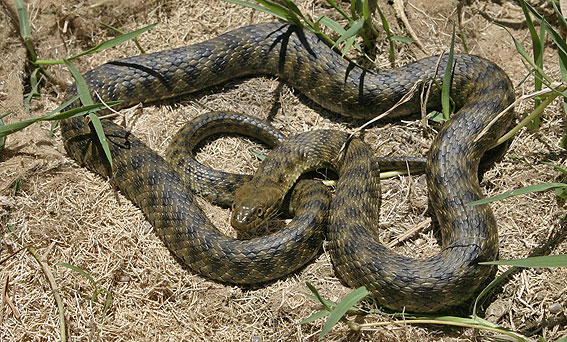 Dice Snake ( Natrix tessellata )
