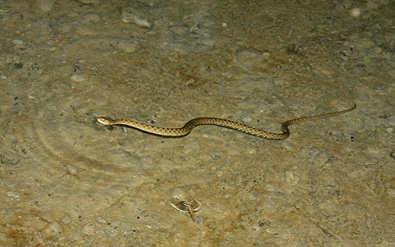 Dice Snake ( Natrix tessellata ) during nocturnal hunt