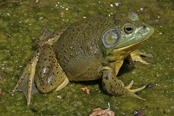 American Bull Frog - Lithobates catesbeianus (Agia dam, Crete, Greece ...
