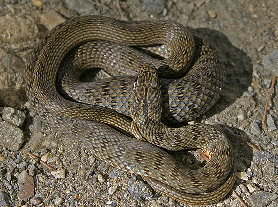 juvenile Caspian Whip Snake ( Dolichophis caspius )