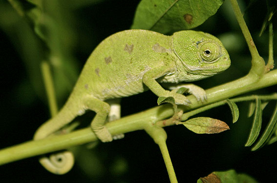 baby Mediterranean Chameleon ( Chamaeleo chamaeleon )