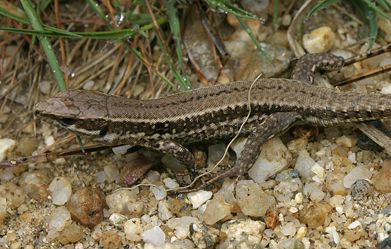 Common Wall Lizard ( Podarcis muralis )