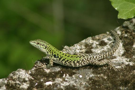 Italian Wall Lizard ( Podarcis siculus )