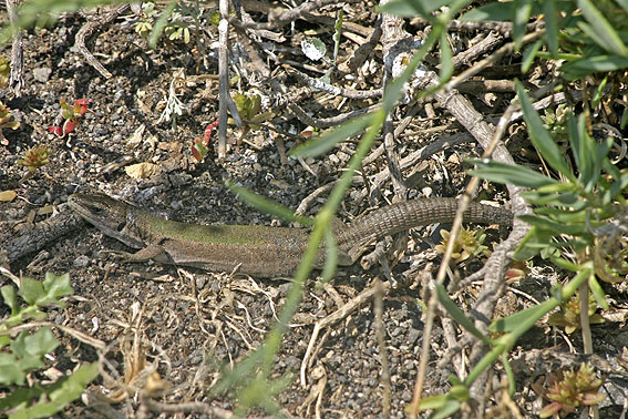 Aeolian Wall Lizard ( Podarcis raffonei )