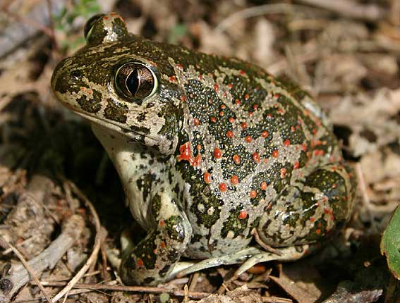 Eastern Spadefoot Toad - Pelobates syriacus (Black Sea coast, Bulgaria ...