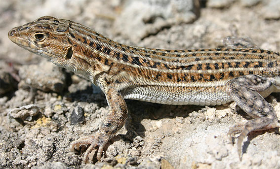 Spiny-Footed Lizard ( Acanthodactylus erythrurus )