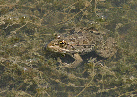 Greek Marsh Frog ( Pelophylax kurtmuelleri )