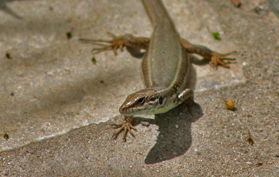 Skyros Wall Lizard ( Podarcis gaigeae )