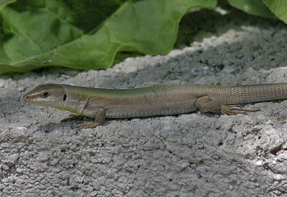Skyros Wall Lizard ( Podarcis gaigeae )