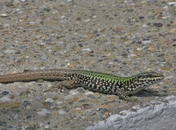 Skyros Wall Lizard ( Podarcis gaigeae )