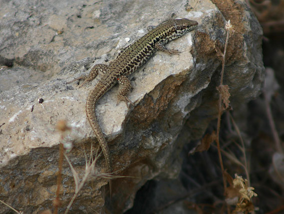 Skyros Wall Lizard ( Podarcis gaigeae )