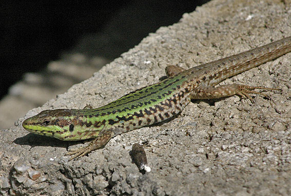 Skyros Wall Lizard ( Podarcis gaigeae )
