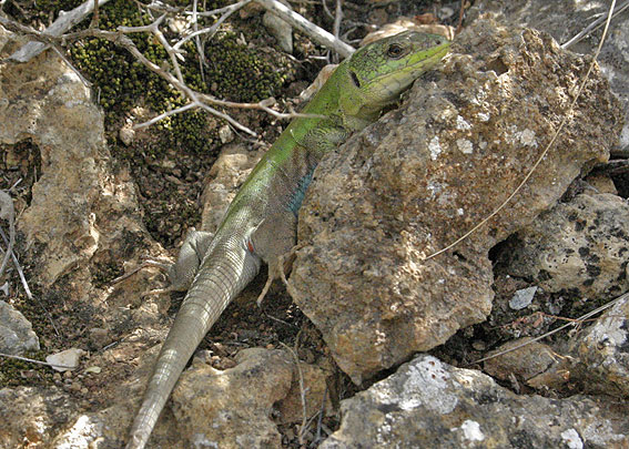 Skyros Wall Lizard ( Podarcis gaigeae )
