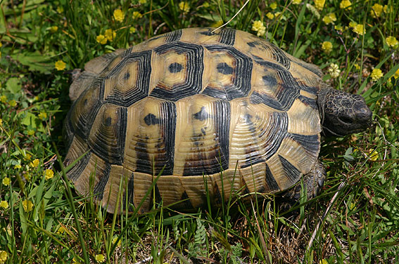 Spur-thighed Tortoise - Testudo graeca (Thrace, Greece, May 2004)