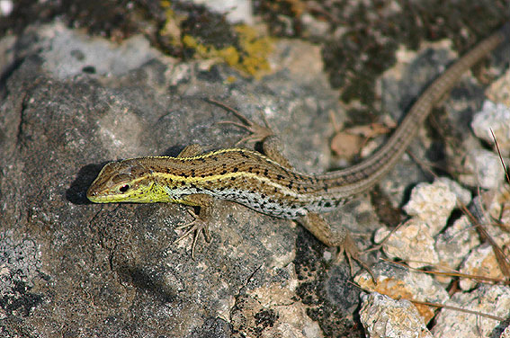 Snake-eyed Lacertid - Ophisops elegans (Evros, Greece, May 2004)