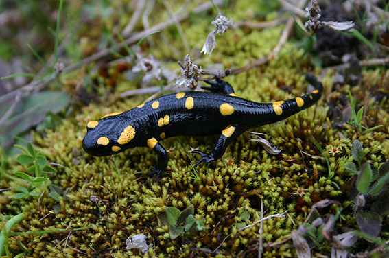 juvenile Fire Salamander ( Salamandra salamandra )